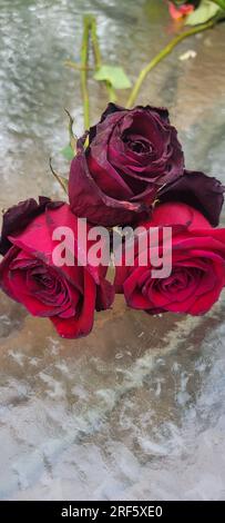 Un groupe de roses rouges qui commencent à flétrir et à se faner, posé ...