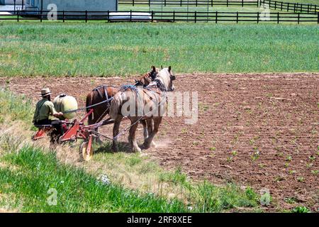 Un Amish Farming travaillant les champs avec ses deux chevaux, sur sa ...