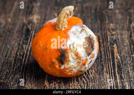 la citrouille est gâtée et recouverte d'une grande quantité de ...
