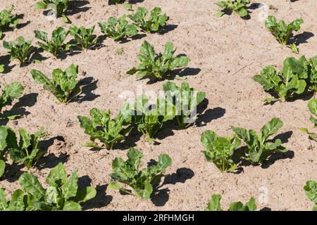 culture de la betterave sucrière pour la production et la production de ...