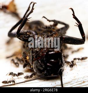 Les fourmis charpentières mâchent à travers le bois pour créer des nids ...