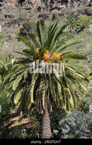 Palma ou palmera canaria (Phoenix canariensis) est une plante endémique ...