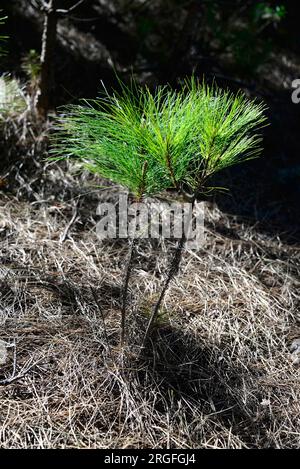 PIN canari sur l'île d'El Herrio. Le pin des Canaries (Pinus ...