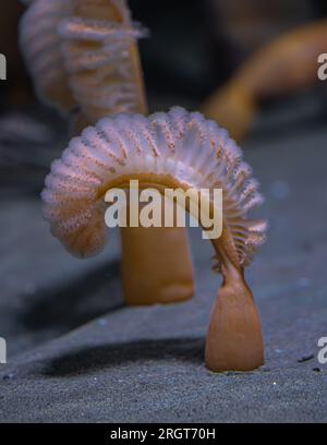 La mer Orange stylo (Ptilosarcus gurneyi) avec les oursins de mer, l ...