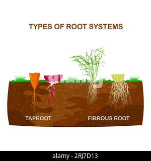 Types systèmes racinaires des plantes.exemple de racine de tabroot ...