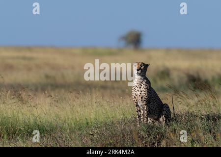 Un guépard, Acynonix jubatus, assis et arpenter la savane.Seronera ...