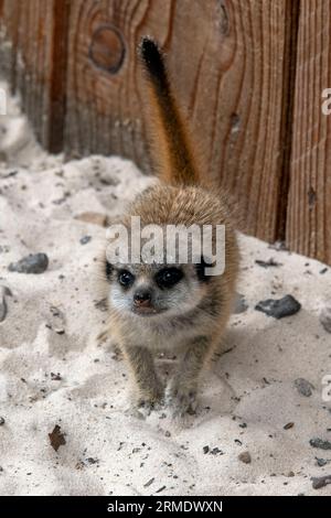 Suricats au Blair Drummond Safari Park, Stirling. Les quatre chiots nés ...