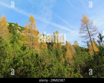 Paysage alpin couvert de pins rampants et d'automne ou d'automne ...