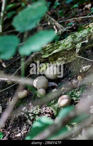 Wolf-Fart Puffball, Stump Puffball (Lycoperdon pyriforme), Lycoperdon ...