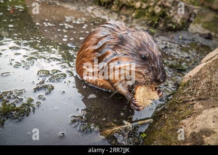 Animal sauvage Muskrat, Ondatra zibethicuseats, mange sur la rive de la ...