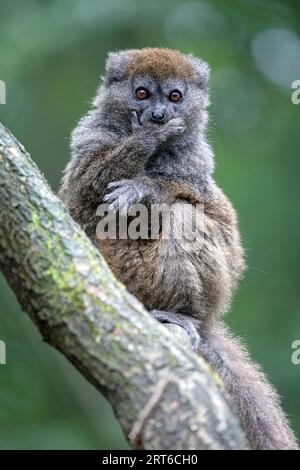 Lac Alaotra lemur de bambou (Hapalemur alaotrensis), adulte ...