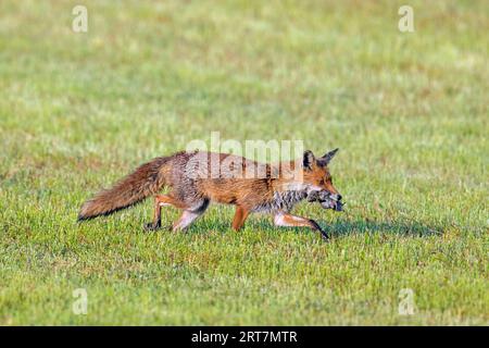 Renard roux (Vulpes vulpes) dans un pré fraîchement tondu / prairie ...