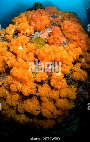 Spiny Carnation Coral, Spongodes sp, avec des sclérites dans la tige ...