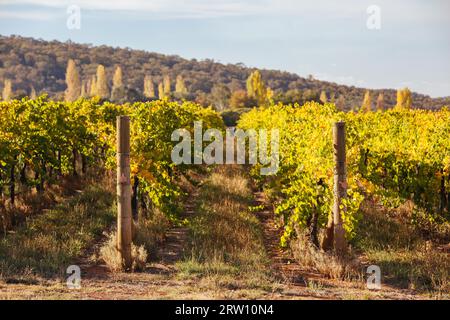 Crépuscule d'AUTOMNE CIEL AU-DESSUS DE LA VIGNE DANS LE LANGUEDOC AU ...