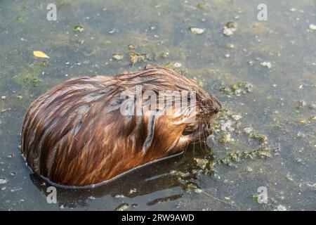 Animal sauvage Muskrat, Ondatra zibethicuseats, mange sur la rive de la ...