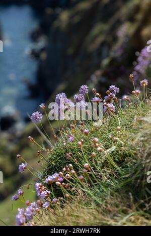 La péninsule de Howth, Dublin, la faune et la flore en macro et gros ...