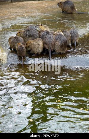 Le rat castor, aussi appelé nutria ou plus rarement castor marécageux ...