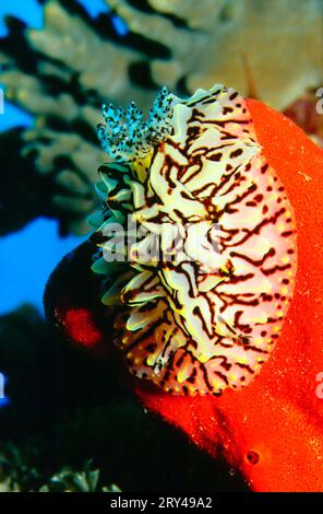 Autres animaux, escargots marins, escargots, animaux, mollusques, Escargot bagué (Cingula ...