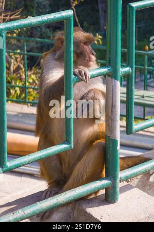 Katmandou, Népal - la capitale touristique du Népal dans la région de l ...