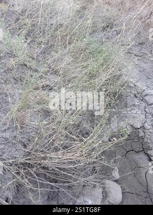 Astre blanc de prairie (Symphyotrichum falcatum), Plantae, District d ...