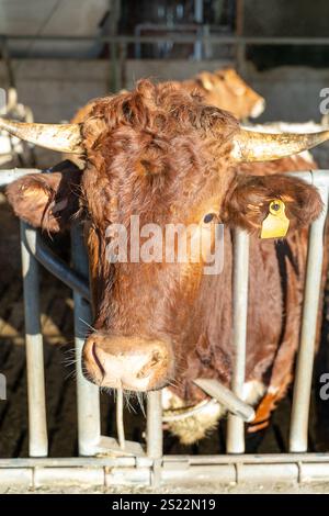 Coup de tête de vache avec des étiquettes d'identification dans les ...