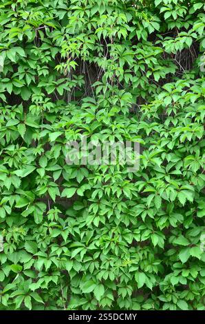 La lierre verte pousse le long du mur beige de carreaux peints. Texture ...