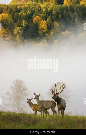 Un cerf maral de l'Altaï avec une arrière et un veau, un wapiti de l ...