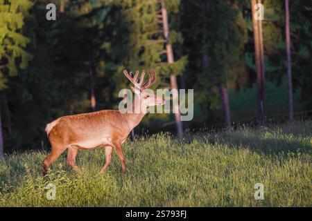 Un cerf maral de l'Altaï, un wapiti de l'Altaï ou un wapiti de l'Altaï ...