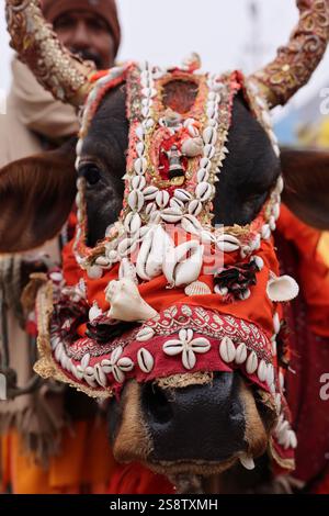 Vache sacrée, Maha Kumbh Mela, Prayagraj, Uttar Pradesh, Inde. Festival ...