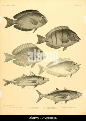 Les poissons de l'Inde, [1875]-1878, Inde, Birmanie, Océan Indien, Sri ...