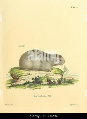 Die Säugthiere in Abbildungen nach der Natur, Erlangen, expédition des ...