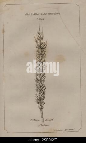 Sur les variétés de blé. Jersey, Londres, H. Payn & H. Wright, s.d ...