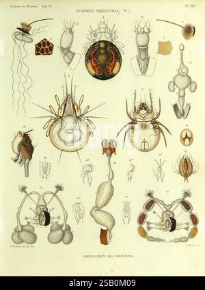 Histoire naturelle des acariens qui se trouvent aux environs de Paris ...