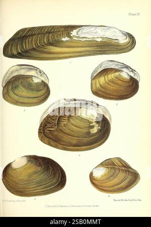 Conchologia Indica, Londres, L. Reeve & Co, 1876, Inde, mollusques ...