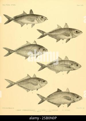 Le, poissons, de, Inde, [1875]-1878, Inde, Birmanie, Océan Indien, Sri ...