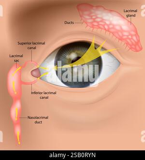 Anatomie du système de drainage des larmes humaines. Appareil lacrymal ...