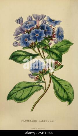 Le fleuriste et le jardin divers. Londres, Chapman et Hall, 1850-1851 ...