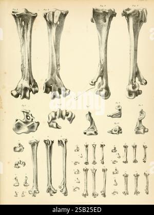 Le dodo et sa famille, Londres, Reeve, Benham, et Reeve, 1848. océan ...