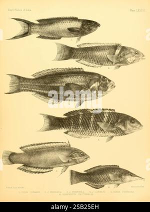 Les poissons de l'Inde, [1875]-1878. Inde, Birmanie, Océan Indien, Sri ...