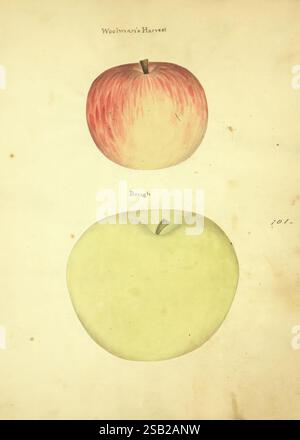 William, Coxe, manuscrit, 1810-1831, cette œuvre présente deux pommes ...