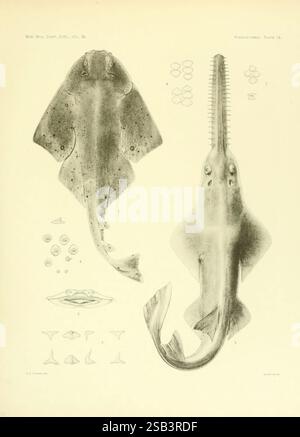 Plagiostomie, requins, patins et raies, Cambridge, U.S.A, 1913 ...