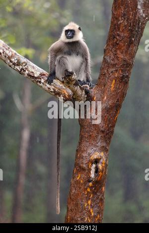 Monkies Vervet à face noire (Chlorocebus pygerythrus) dans le parc ...
