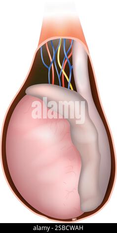 Anatomie du testicule masculin. Illustration médicale détaillée. Coupe ...