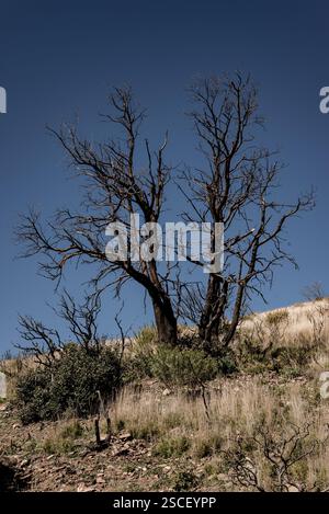 Forêt brûlée à la suite des incendies de forêt dans les zones ...