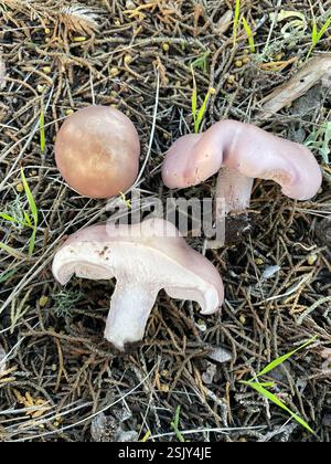 Blewit (Collybia nuda), champignons, via Laguna Vista, San Luis Obispo ...