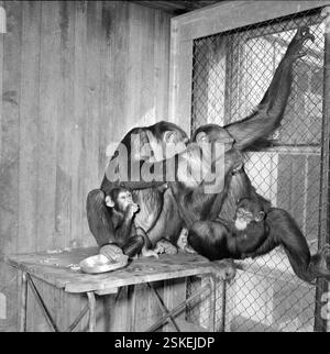Schimpansen-Mütter mit ihren Babys im Zürcher Zoo 1955#mères ...