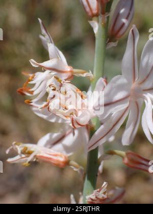 Asphodel annuel (Asphodelus tenuifolius), Plantae, RN8, Essaouira ...