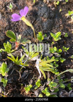 Asphodel écossais (Tofieldia pusilla) Plantae Photo Stock - Alamy