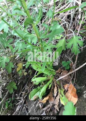(Aster hispidus), Plantae, Kamikoshikicho Nakakoshiki, Satsumasendai ...