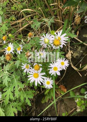 (Aster hispidus), Plantae, Kamikoshikicho Nakakoshiki, Satsumasendai ...